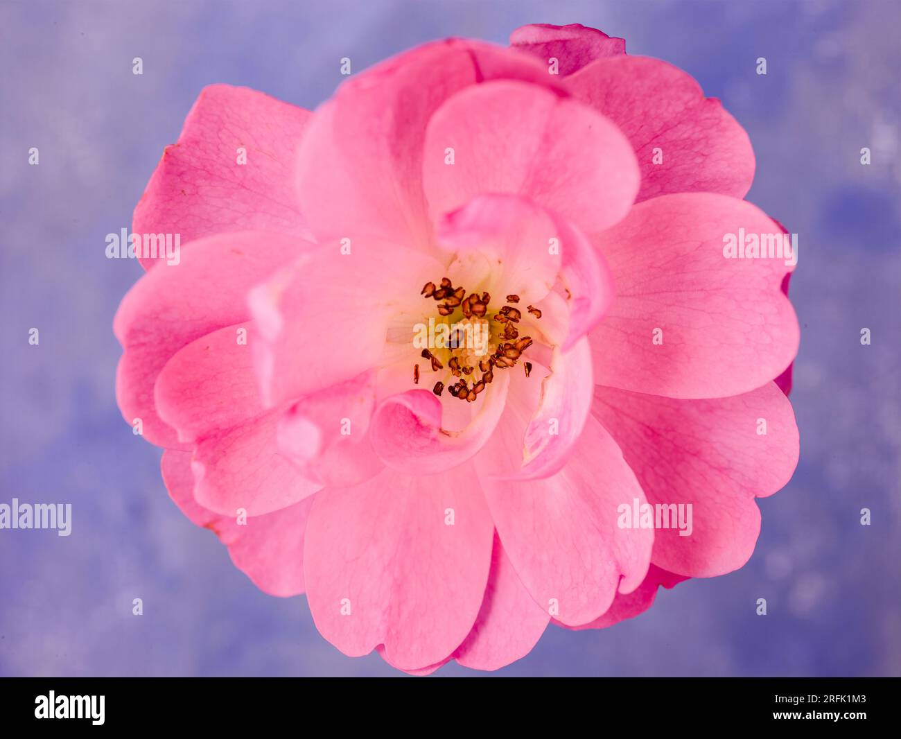 Flowering plant close up still life of single romantic climbing rose ...