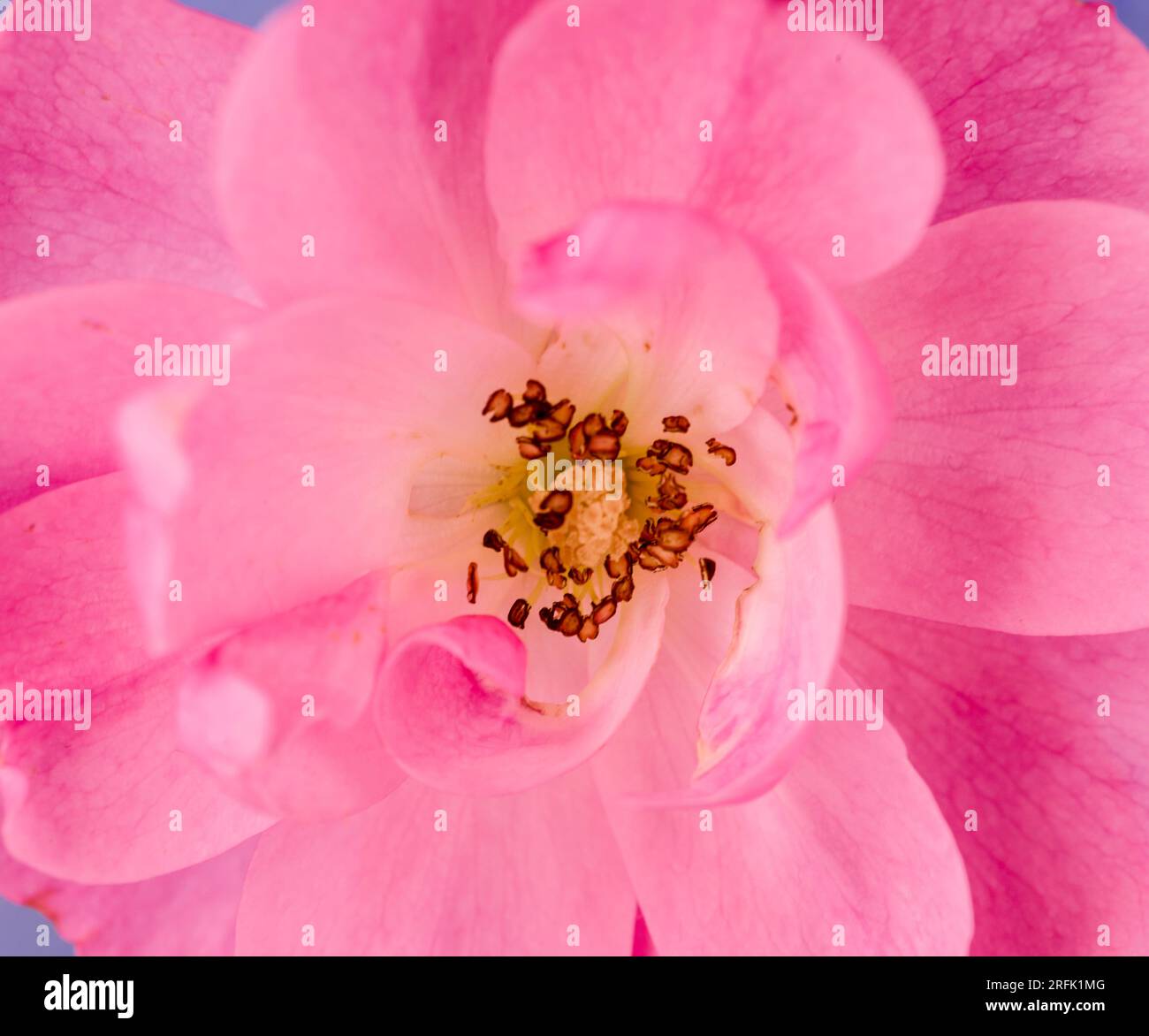 Flowering plant close up still life of single romantic climbing rose ...
