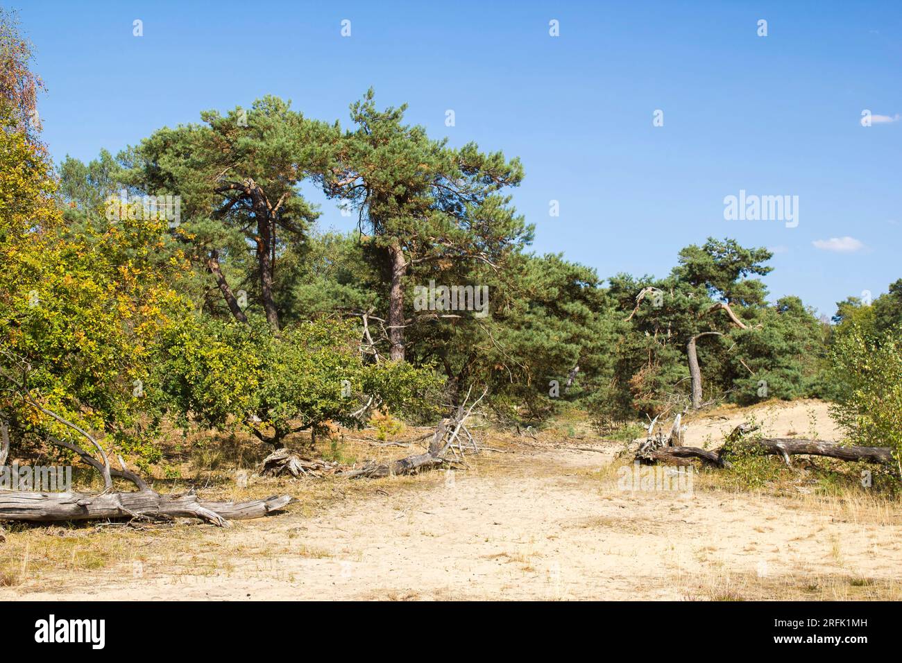 National Park Maasduinen in the Netherlands Stock Photo - Alamy