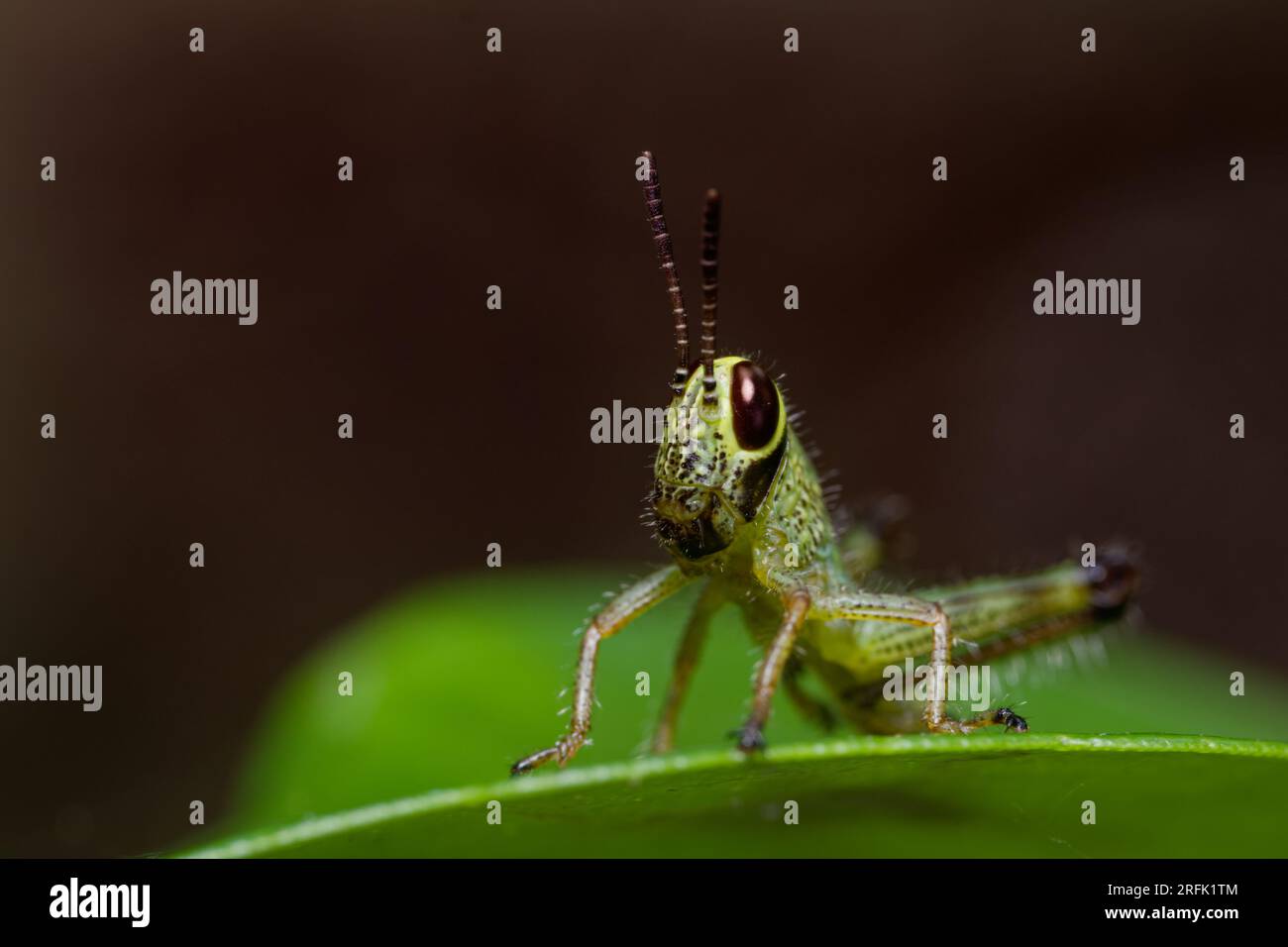 Close up of a grasshopper standing on a leaf Stock Photo - Alamy