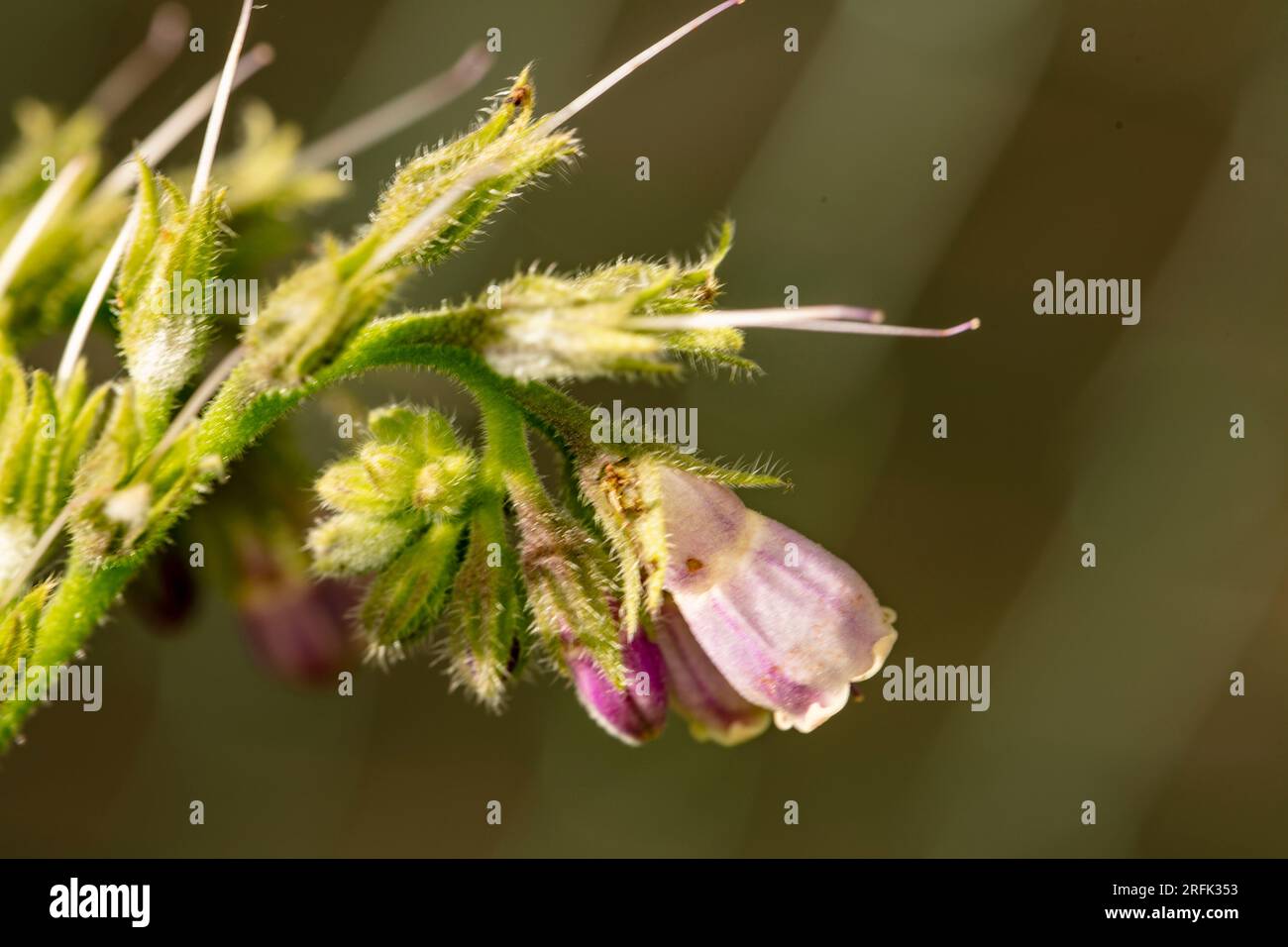 Comfrey, Symphytum officinale, flowers. Natural close up flowering ...