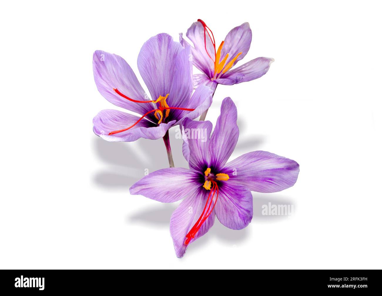 Safran flower Cut Out Stock Images & Pictures - Alamy