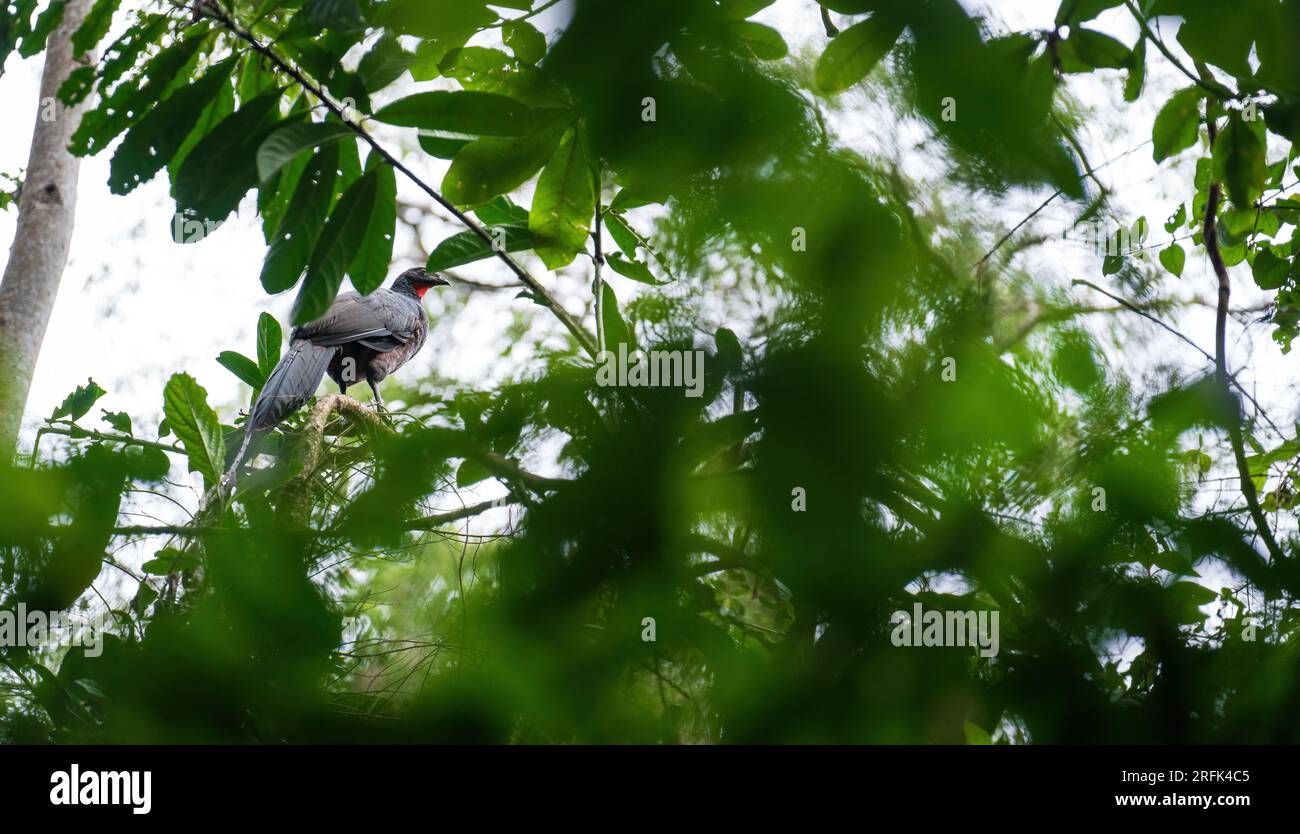 Jacu Bird Hidden Within Dense Amazon Rainforest Branches Stock Photo ...