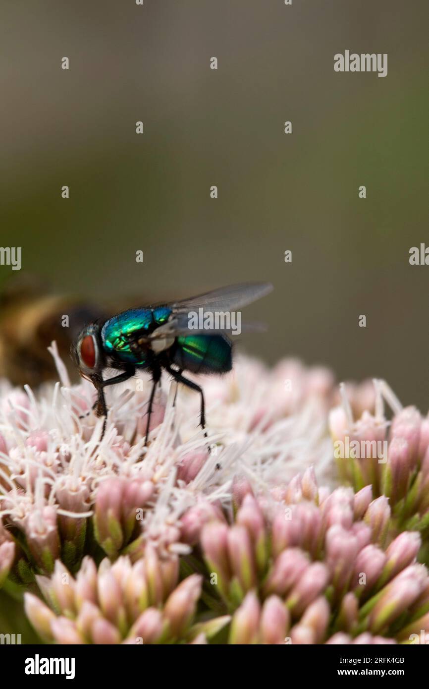 Poster ready high resolution super close up, macro, nature image of naturally patterned and ...