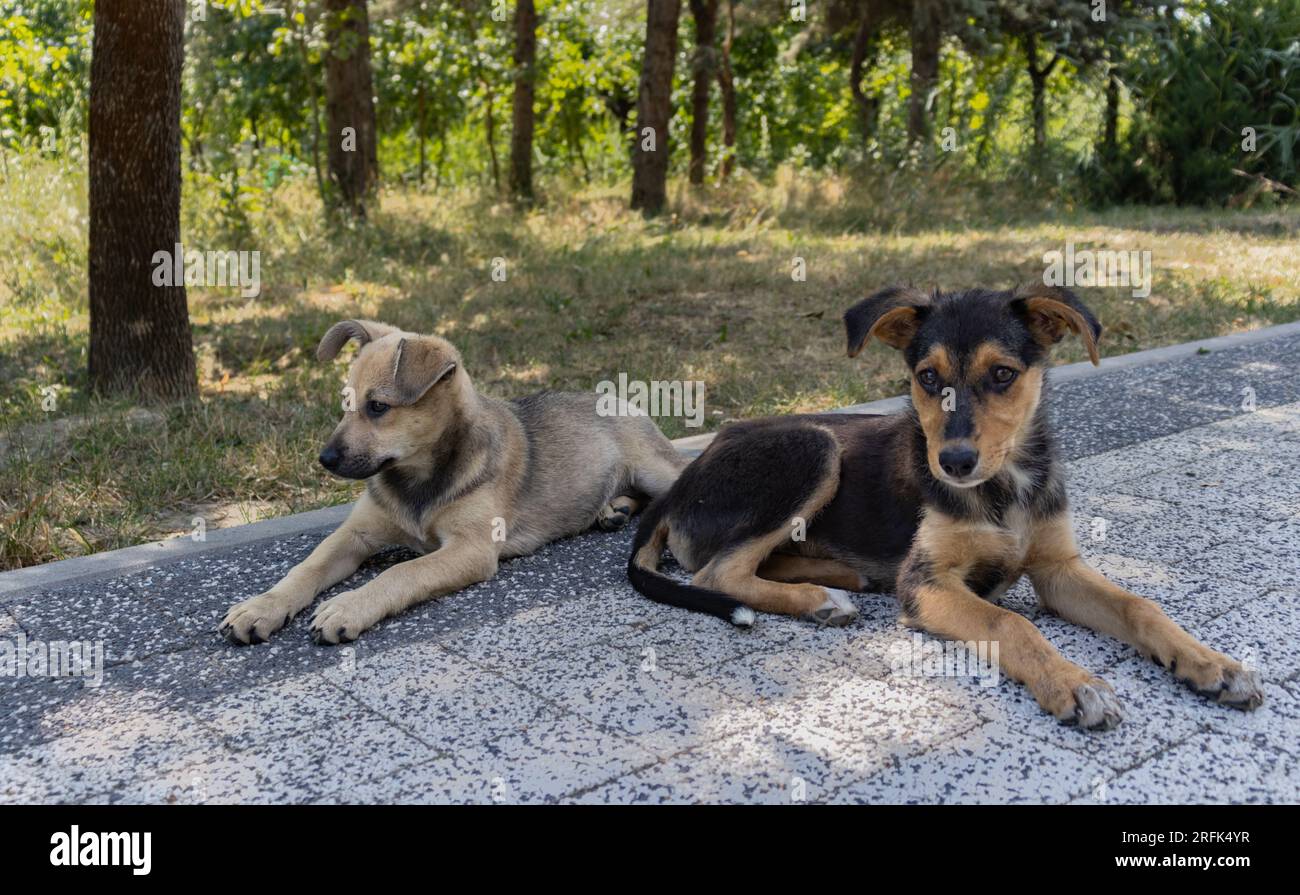 Sad stray dogs laying down in the shade in a park on a hot summer day ...