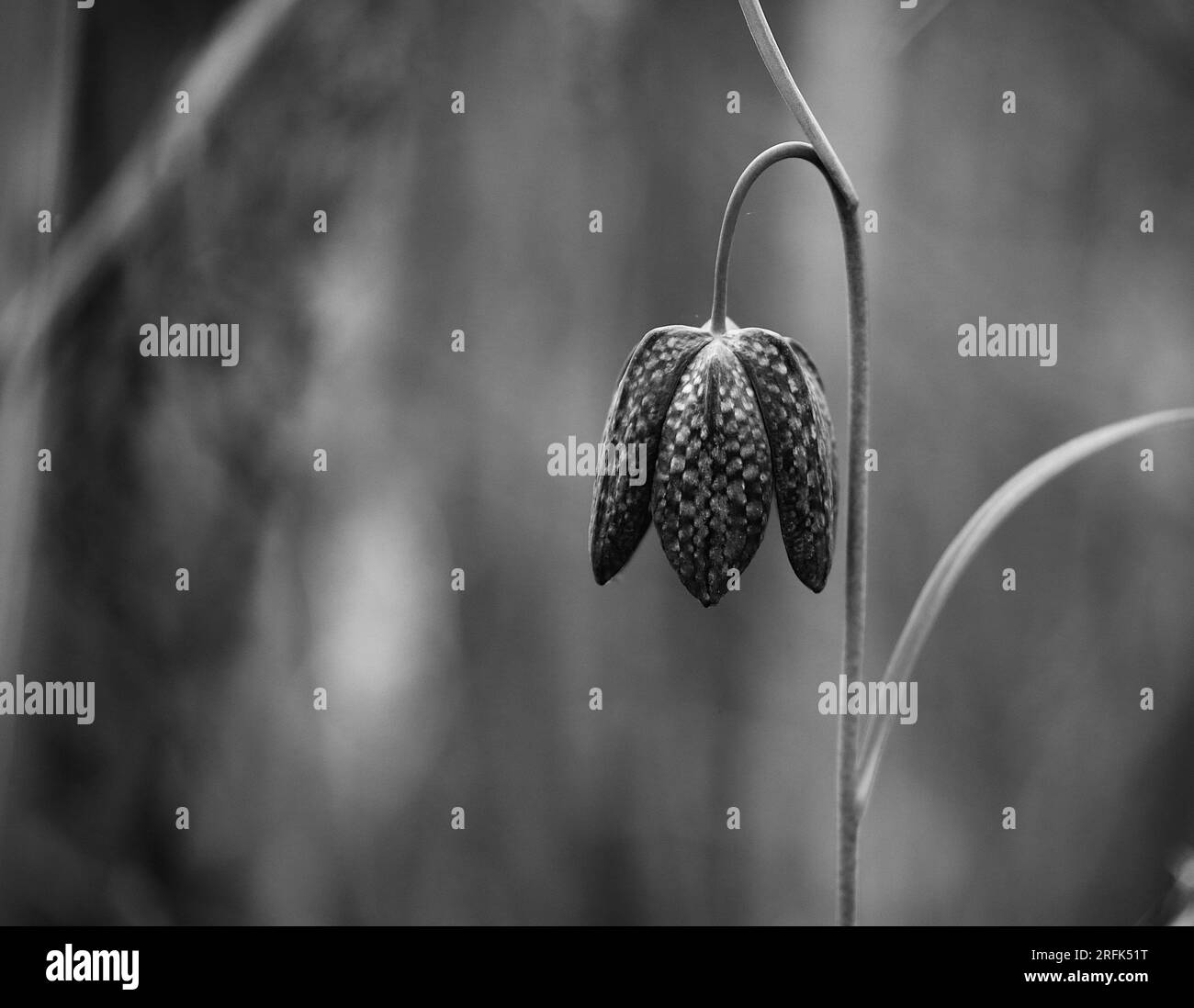 Snakes head fritillary flower Stock Photo - Alamy