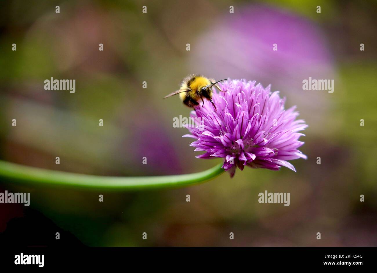 Bumble bee on a globe amaranth flower Stock Photo - Alamy