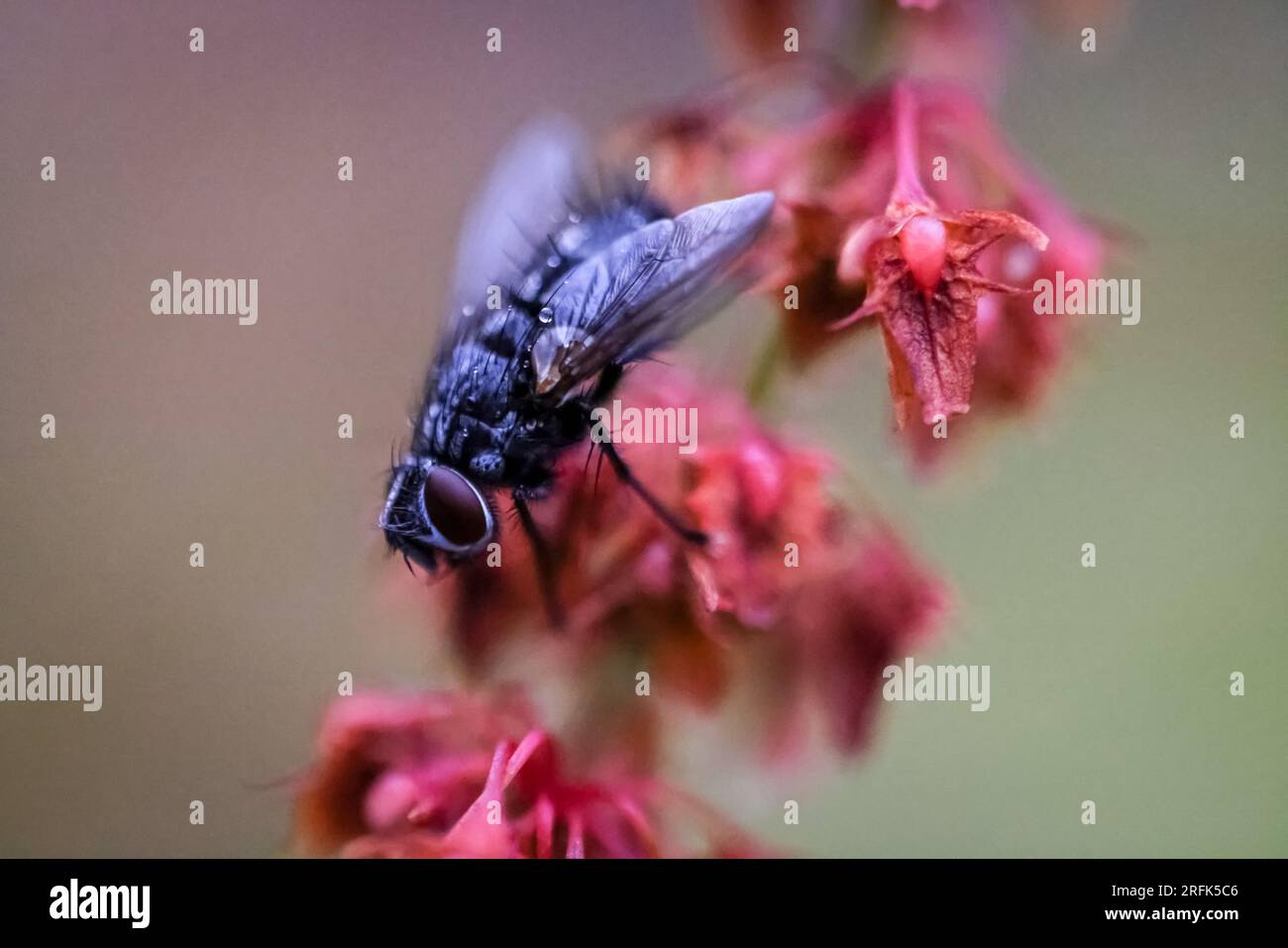 Bluebottle fly (diptera, calliphoridae) on a pink flower from a dock ...