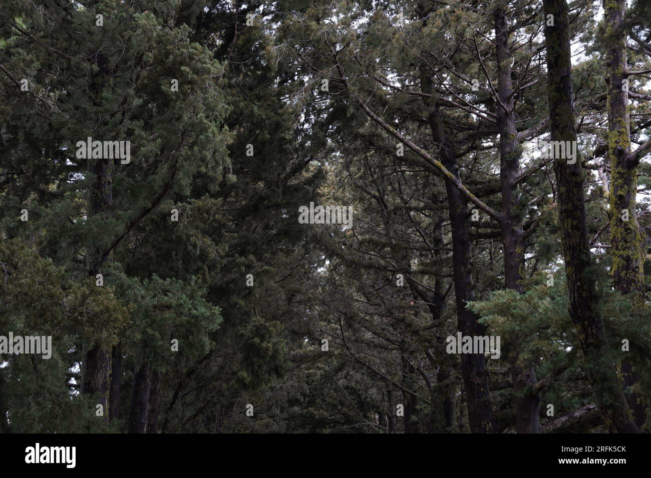 Tall trees at Filerimos mountain. Rhodes. Greece Stock Photo - Alamy