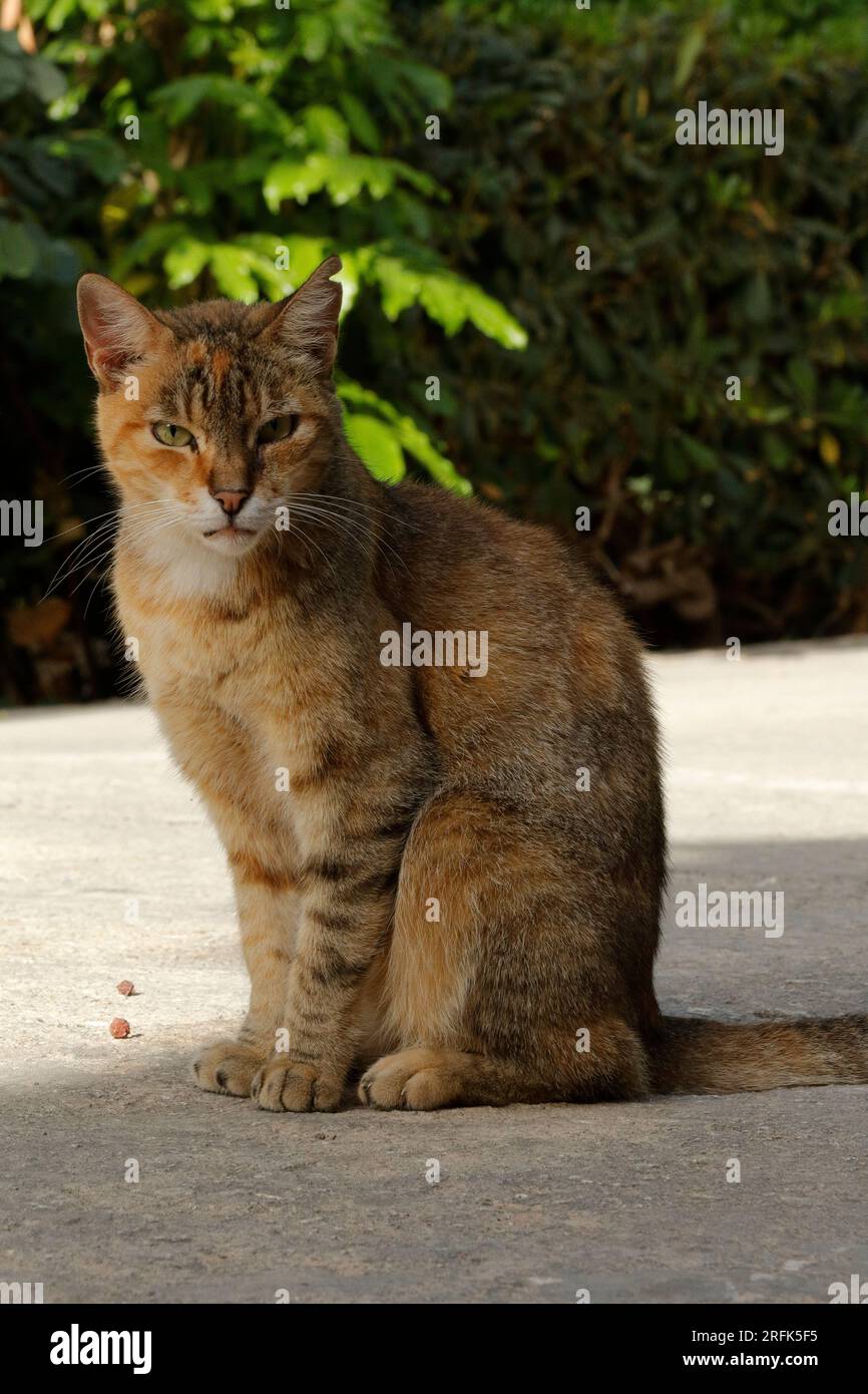 Romeo romano garden hi-res stock photography and images - Alamy