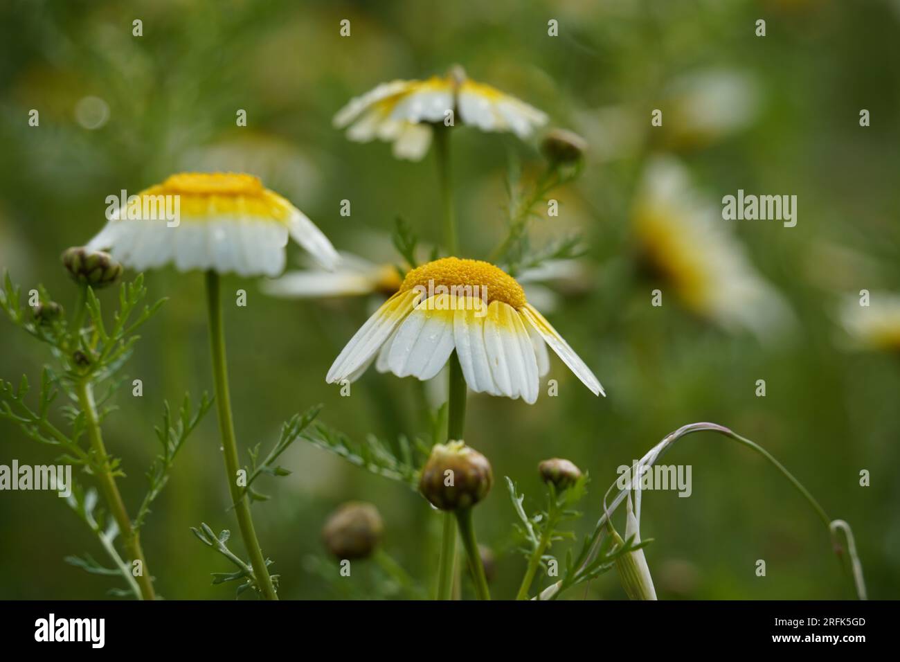 Glebionis coronaria, formerly called Chrysanthemum coronarium, It is ...
