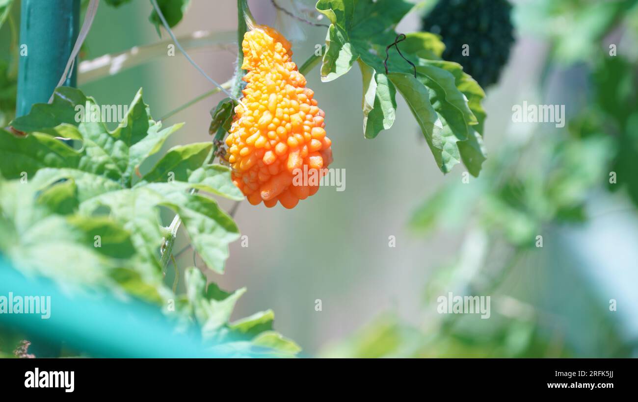 Okinawa bitter gourd in the field Stock Photo - Alamy
