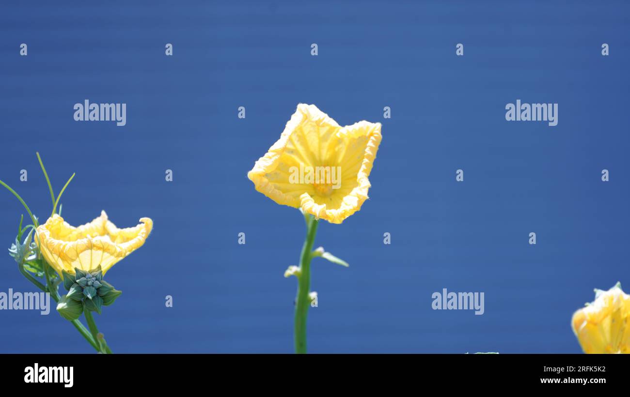 Fuzzy gourd hi-res stock photography and images - Alamy