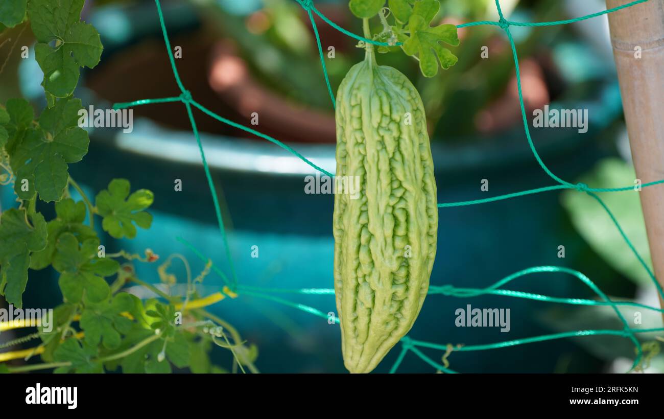 chinese green bitter gourd in the field Stock Photo - Alamy
