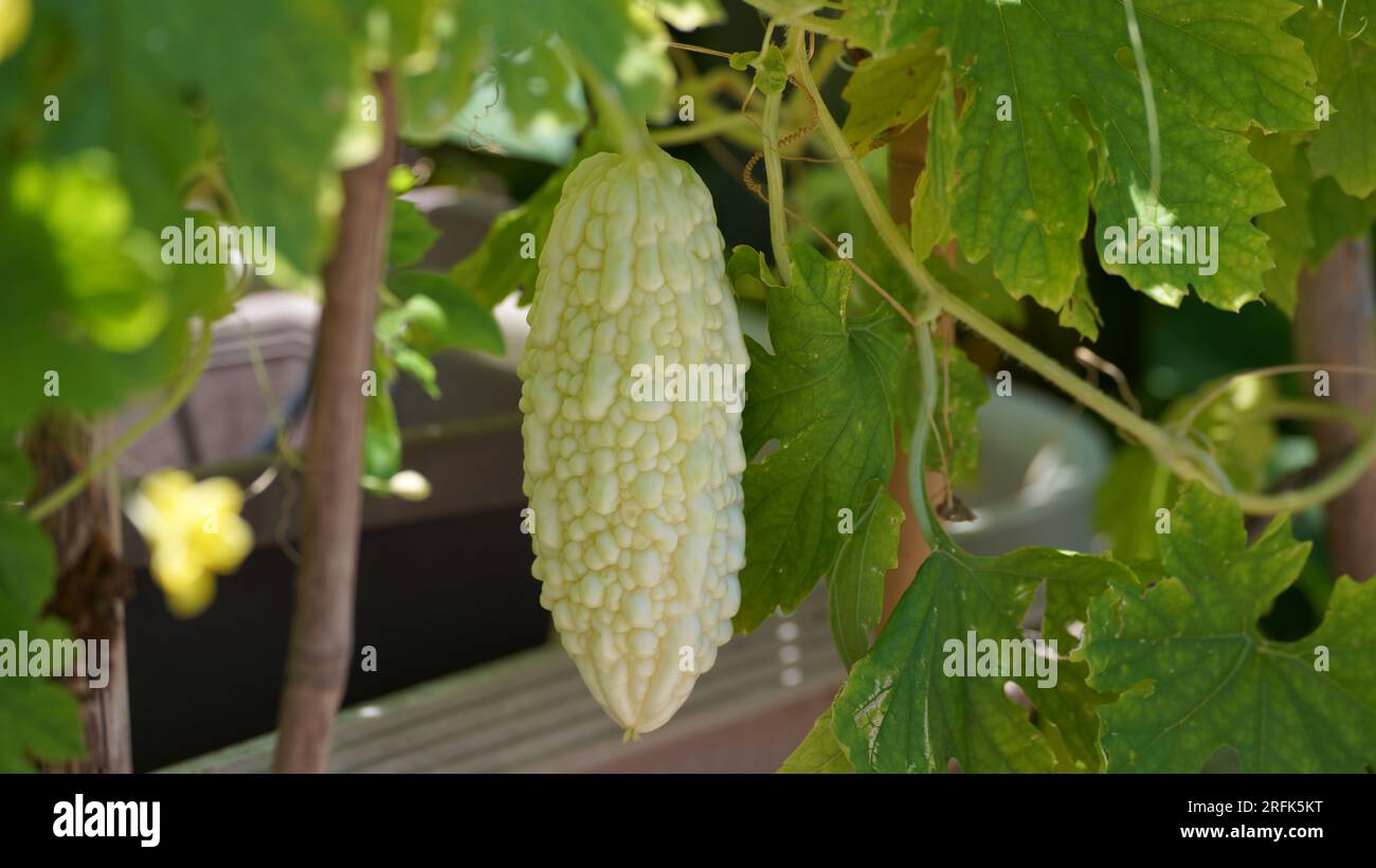 White bitter gourd hi-res stock photography and images - Alamy