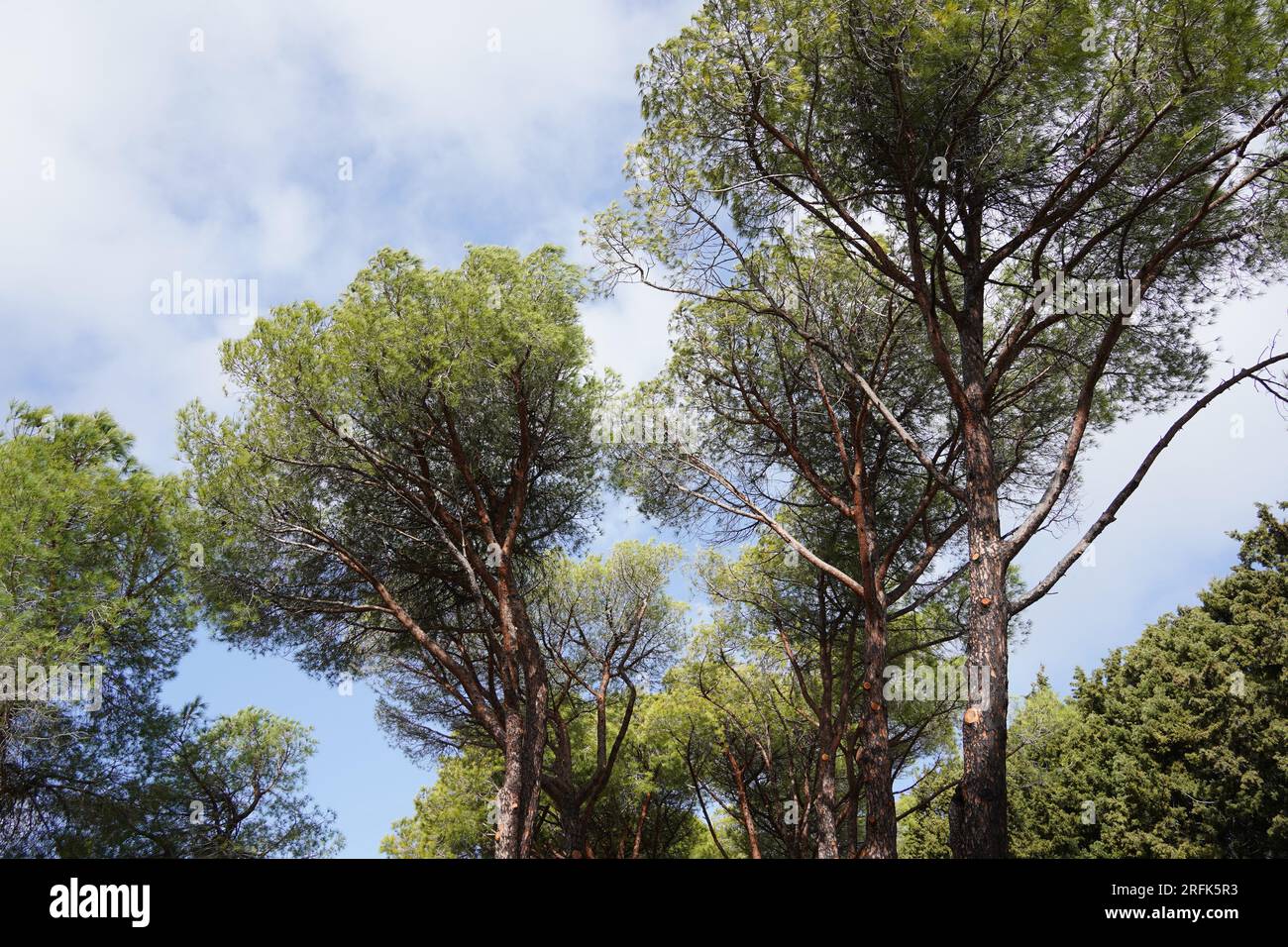 Tall trees at Filerimos mountain. Rhodes. Greece Stock Photo - Alamy