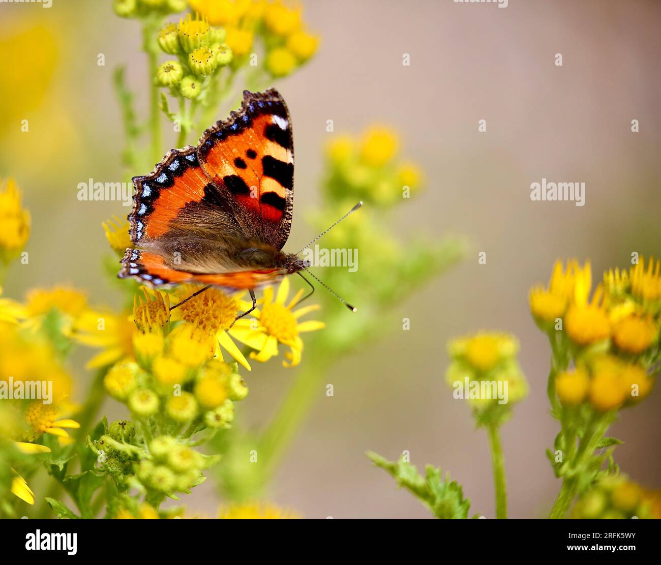 Small tortoiseshell butterfly Stock Photo - Alamy