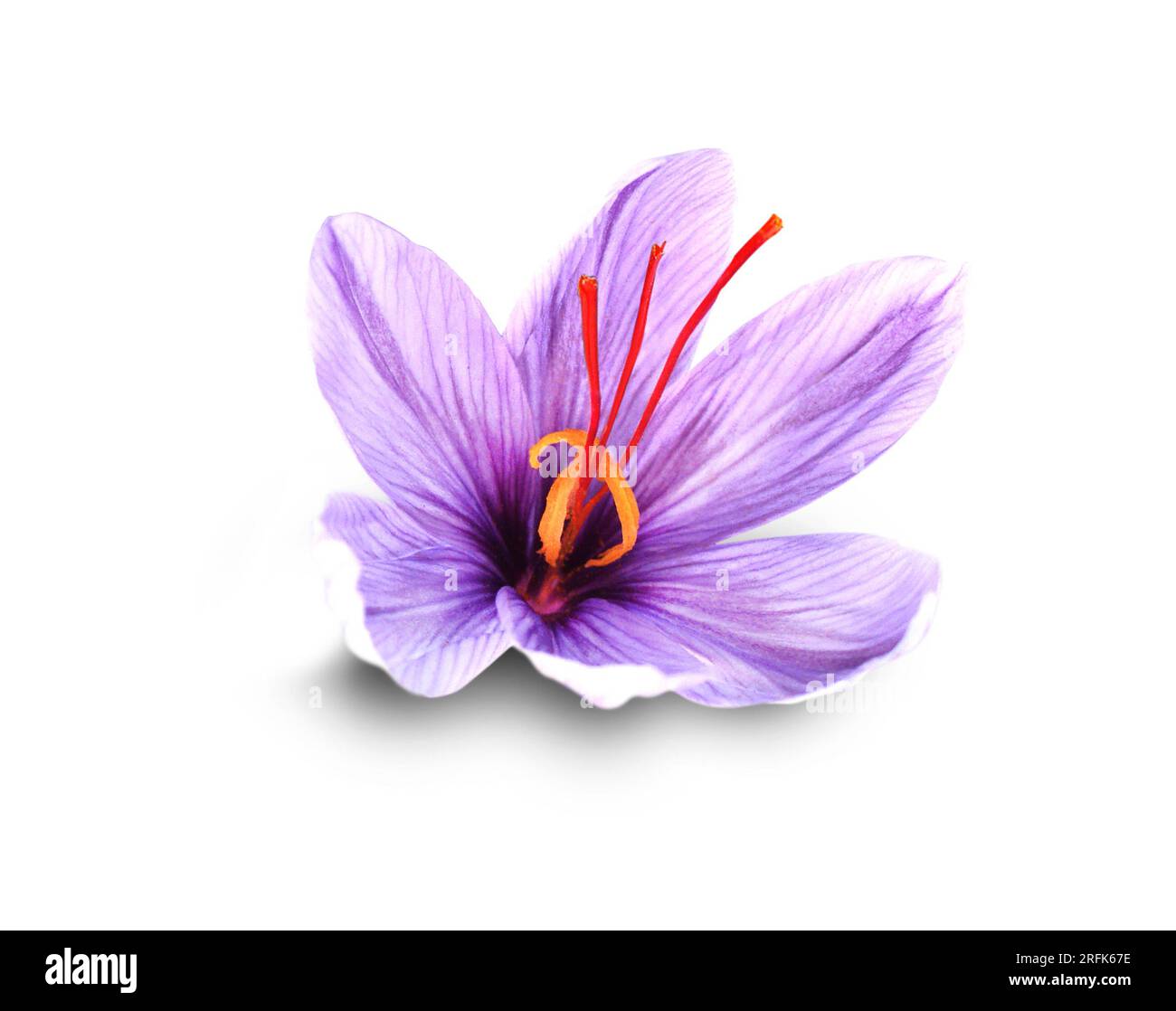 Safran flower Cut Out Stock Images & Pictures - Alamy