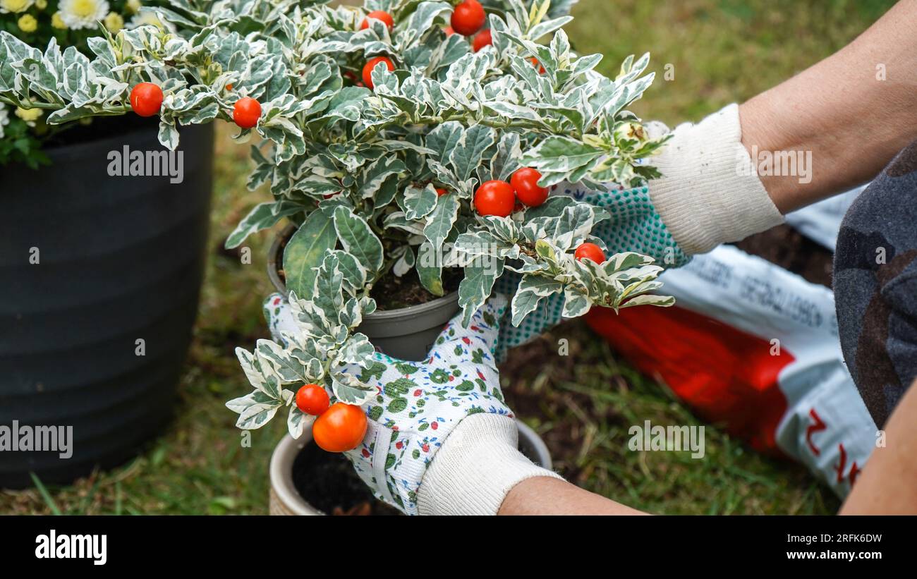 Gardener's hands planting ornamental plant Variegated Jerusalem Cherry ...