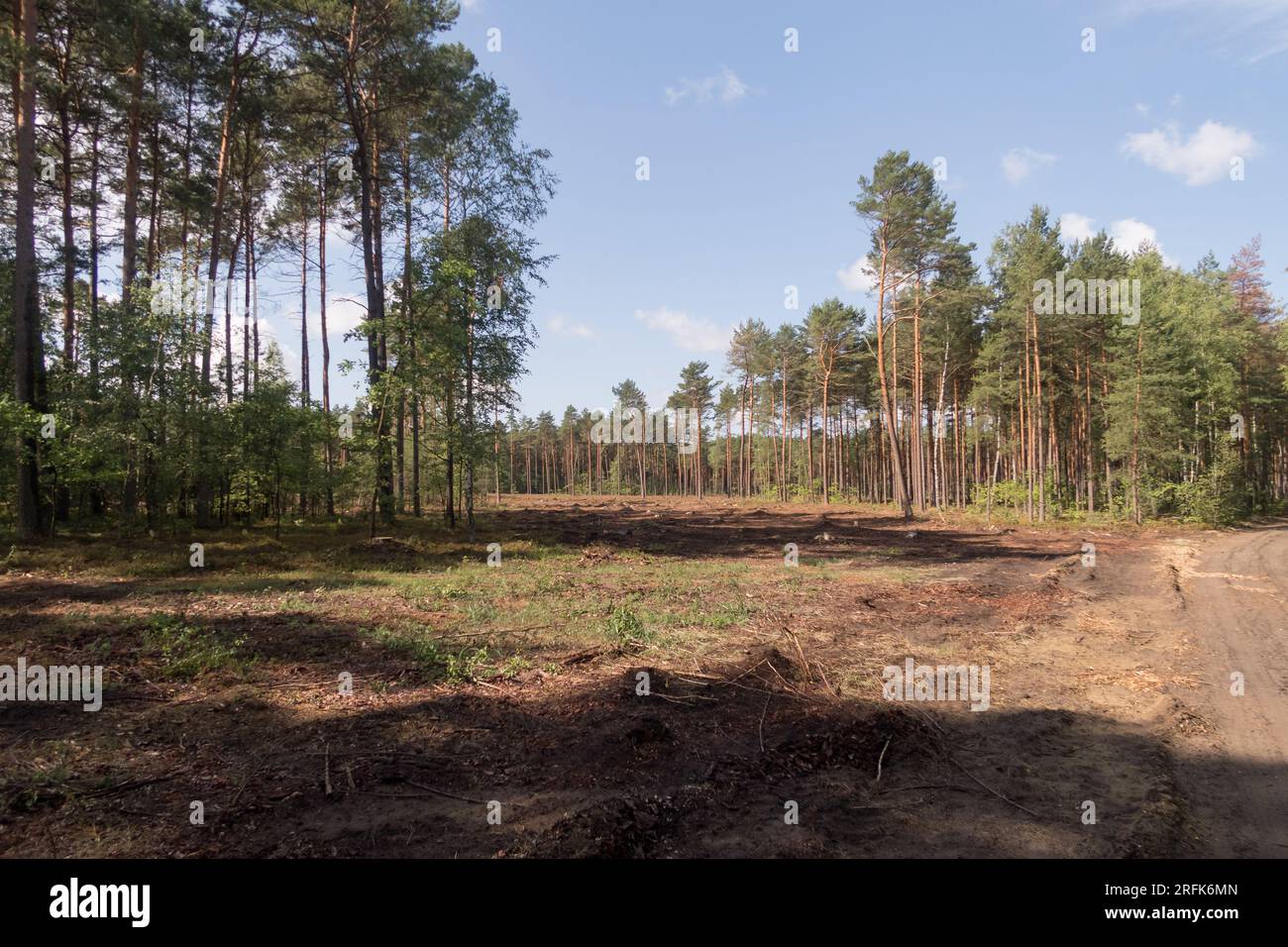 A patch of forest where trees have been cut down Stock Photo - Alamy