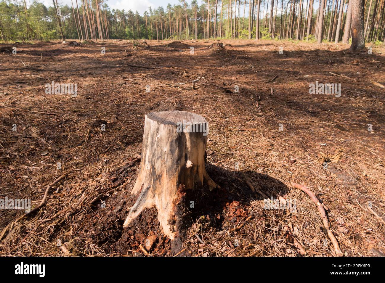 A patch of forest where trees have been cut down Stock Photo - Alamy