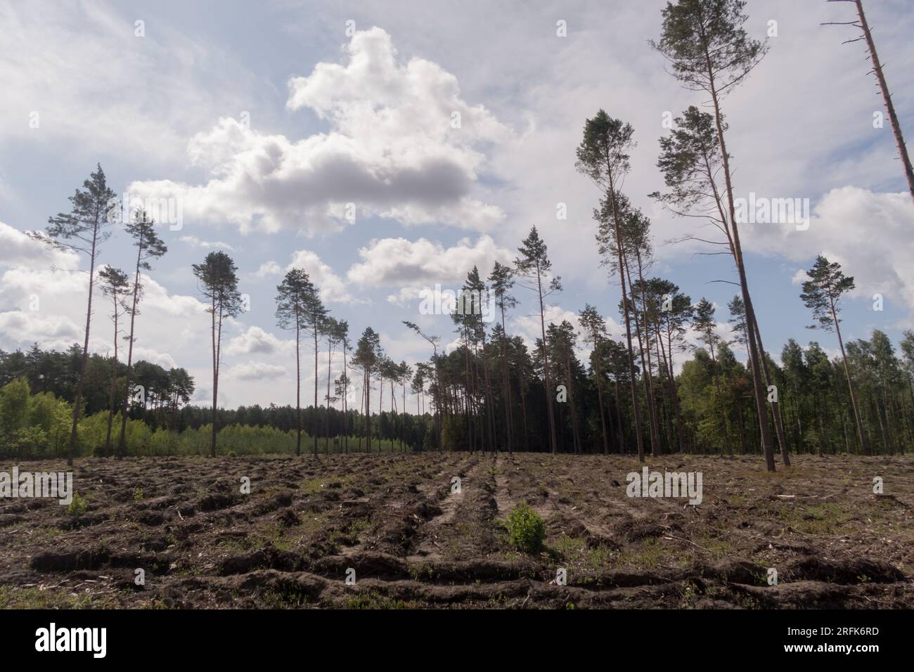 A patch of forest where trees have been cut down Stock Photo - Alamy