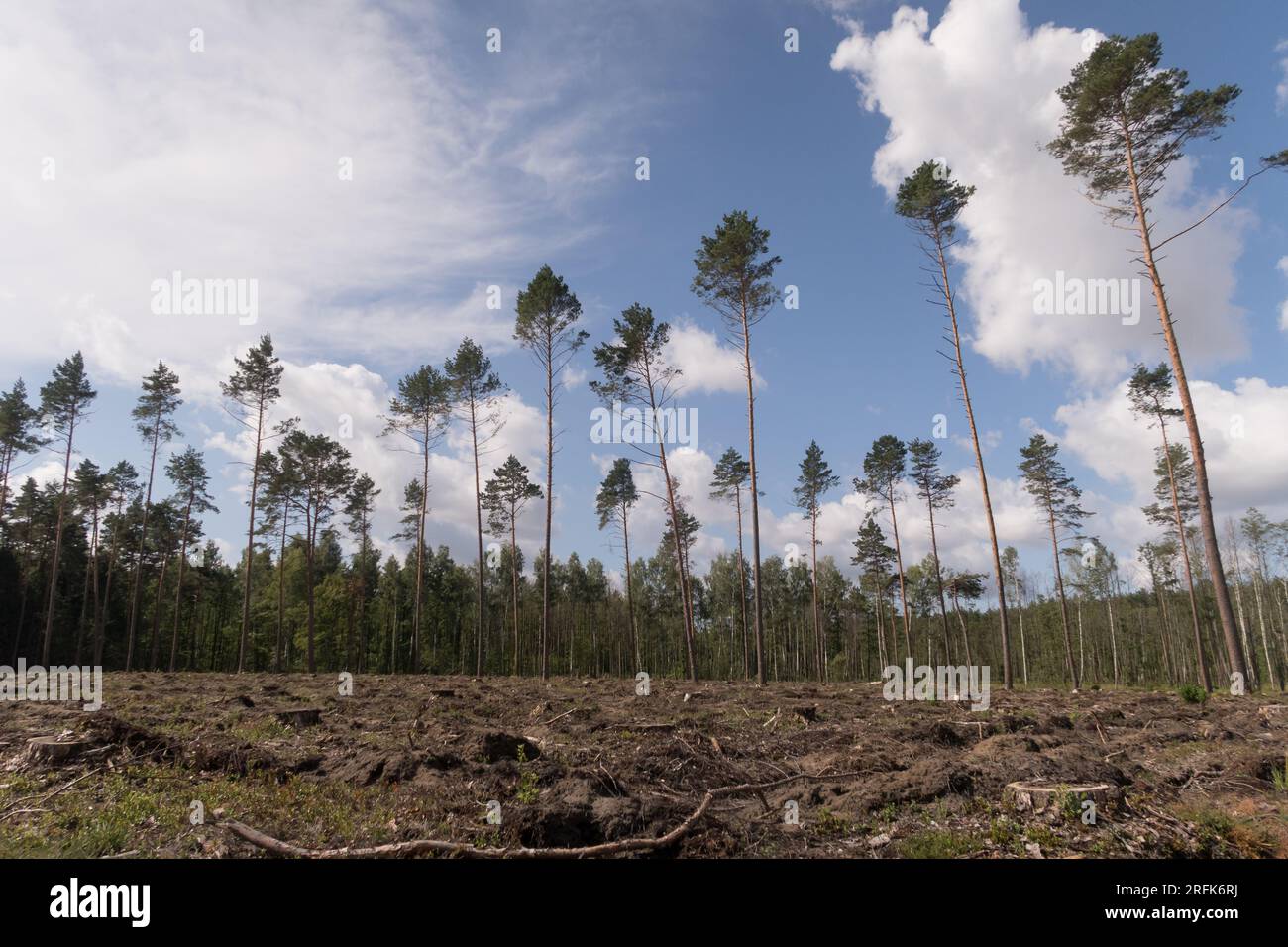 A patch of forest where trees have been cut down Stock Photo - Alamy