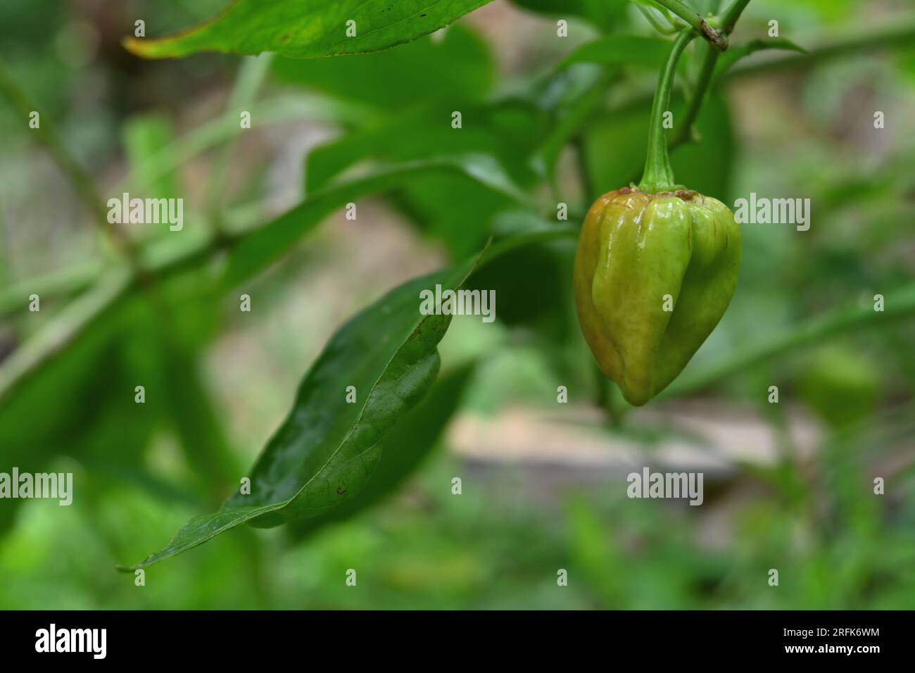 Capsicum chinense varieties hi-res stock photography and images - Alamy