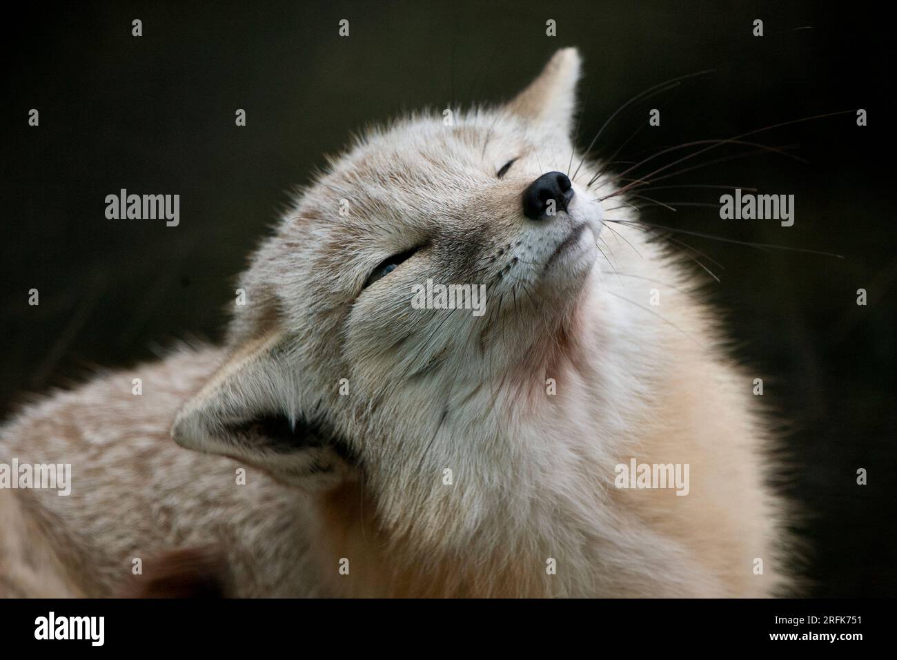 Animalfotography hi-res stock photography and images - Alamy