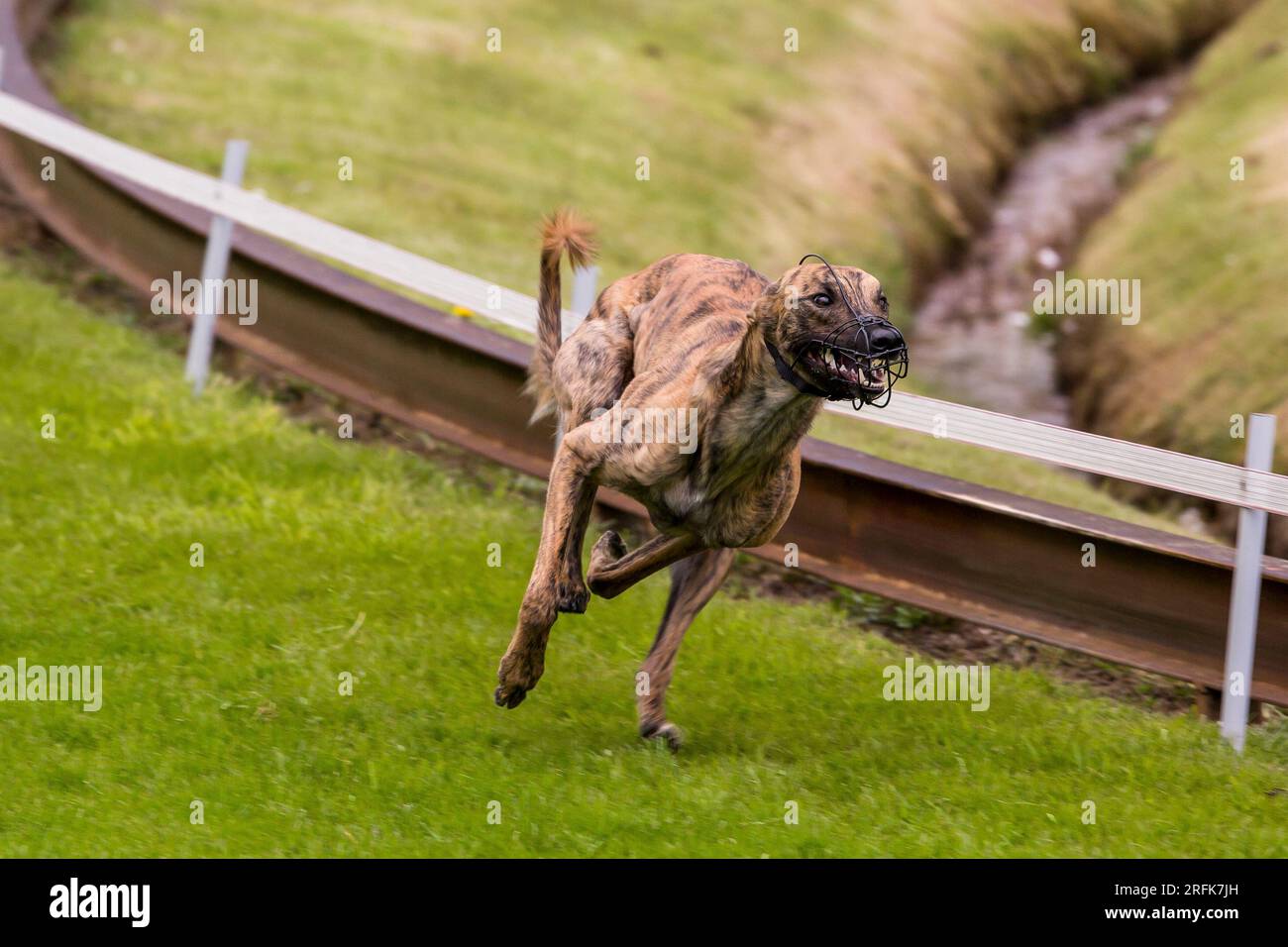 Mullet grains hi-res stock photography and images - Alamy