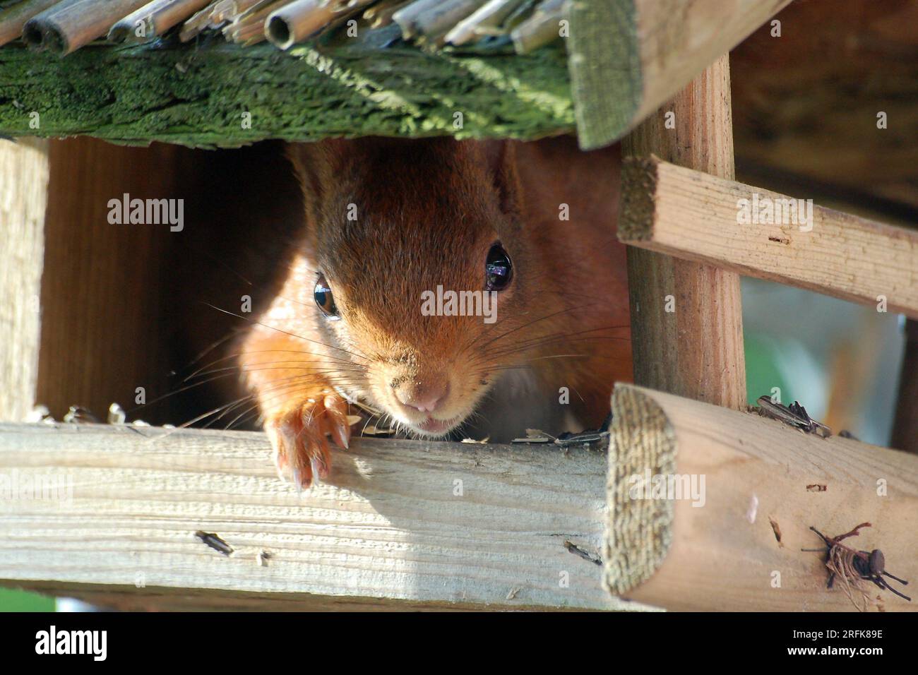 A squirrel conquers the birdhouse Stock Photo - Alamy