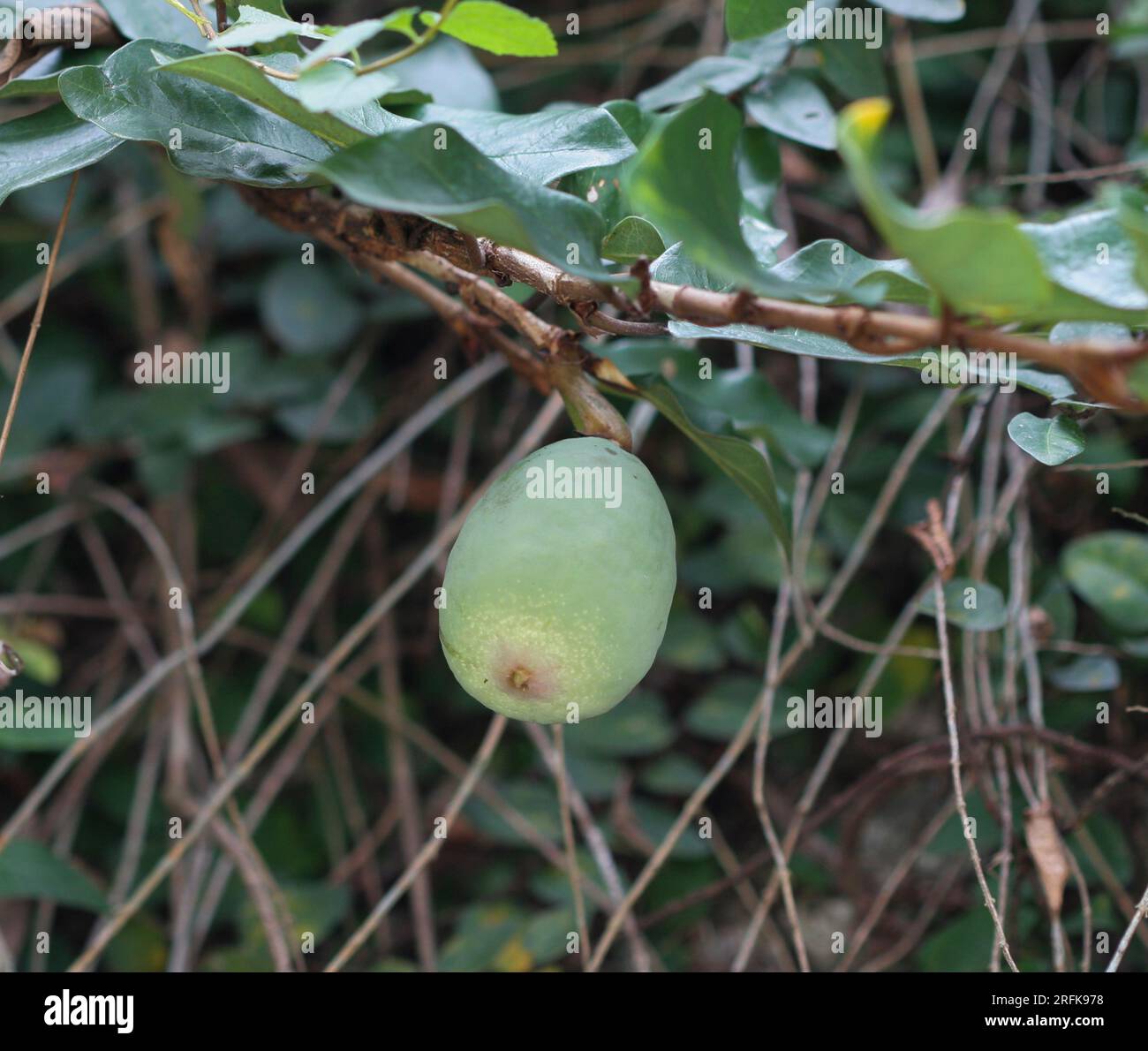 FICUS PUMILA known as the creeping fig or climbing fig flowering plant ...