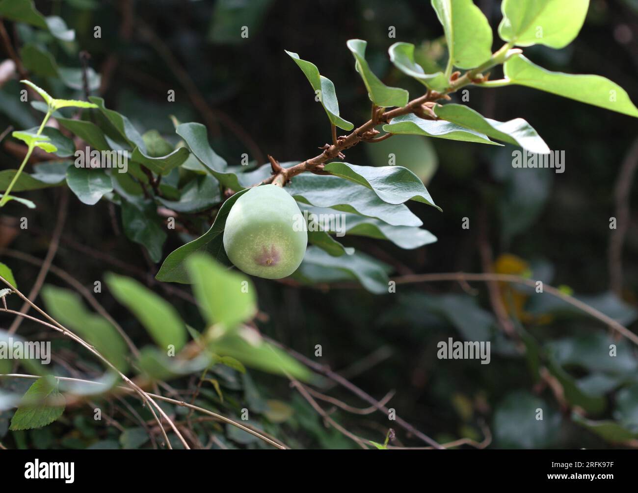 FICUS PUMILA known as the creeping fig or climbing fig flowering plant ...