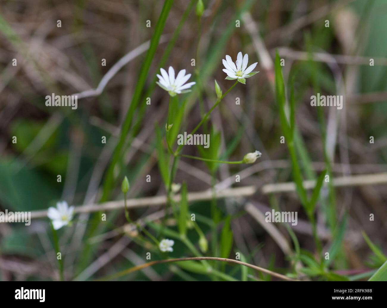 STELLARIA GRAMINEA Common Starwort Stock Photo - Alamy