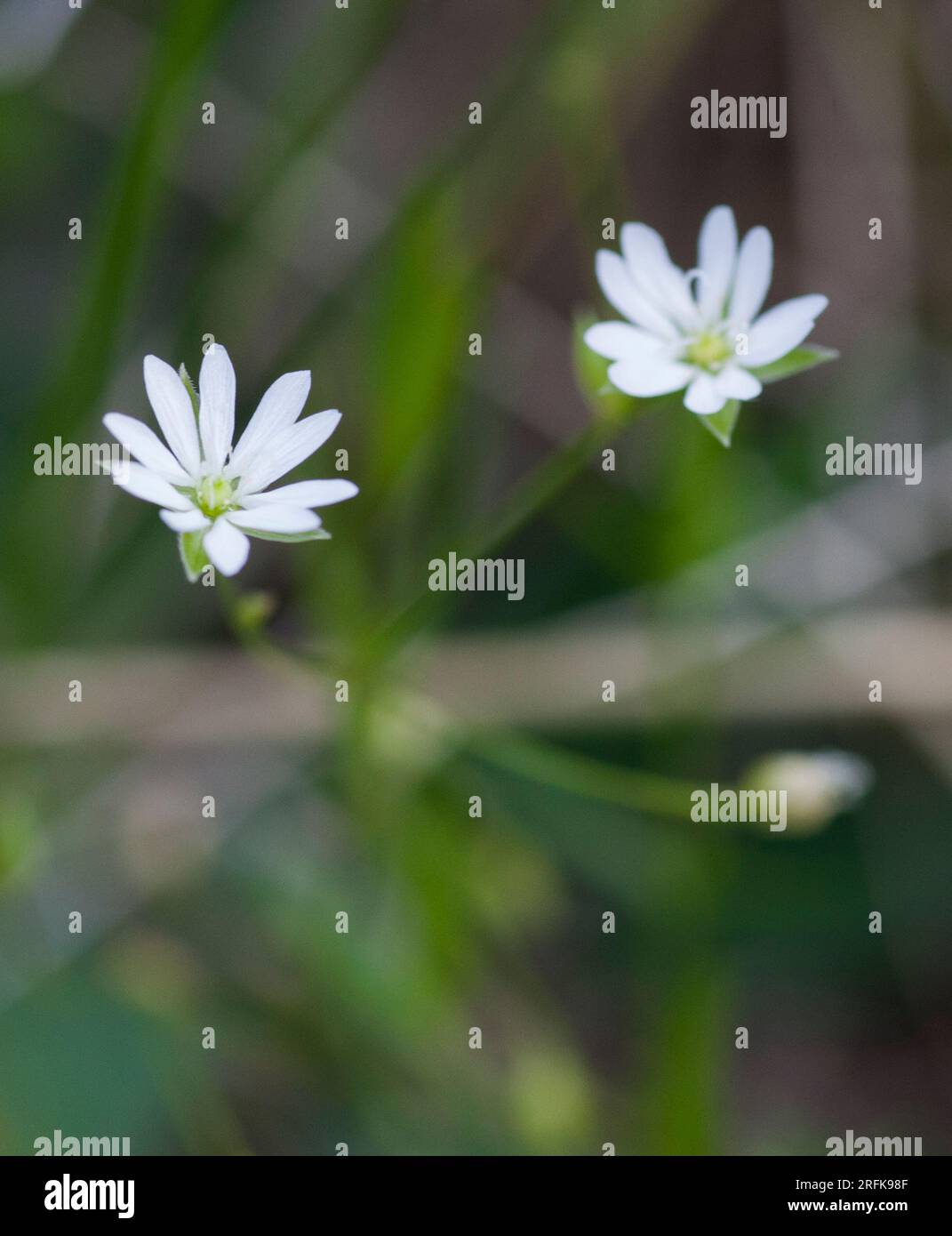 STELLARIA GRAMINEA Common Starwort Stock Photo - Alamy