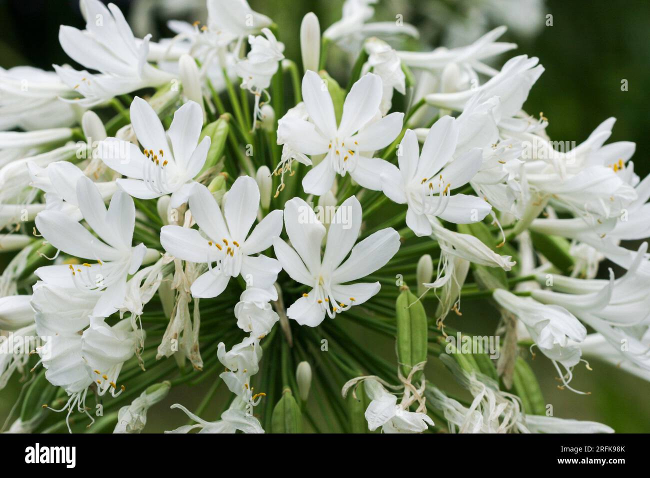 Lilium plant hi-res stock photography and images - Alamy