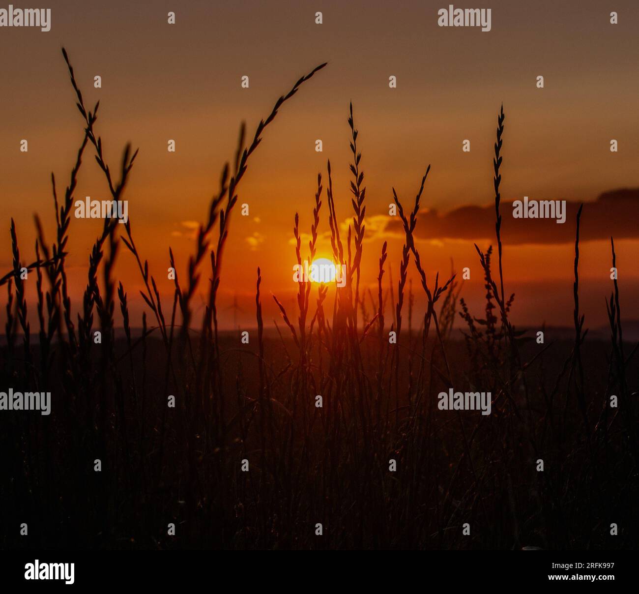 Sunset shot through wheat fields Stock Photo - Alamy