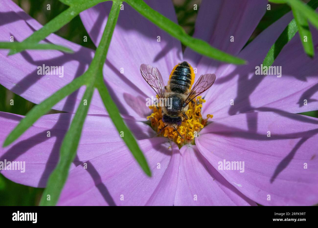 Patchwork cutter hi-res stock photography and images - Alamy