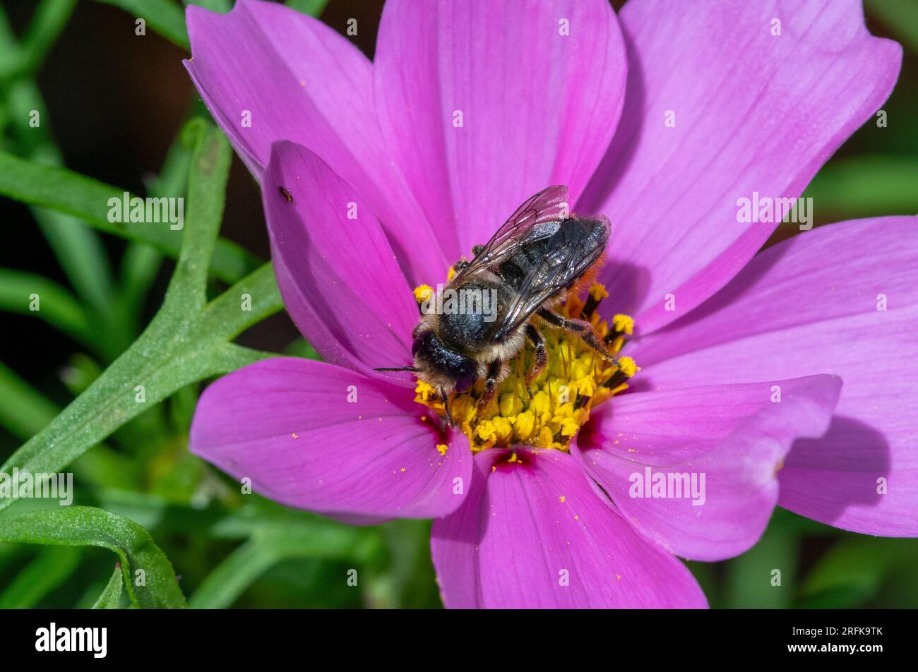 Patchwork cutter hi-res stock photography and images - Alamy