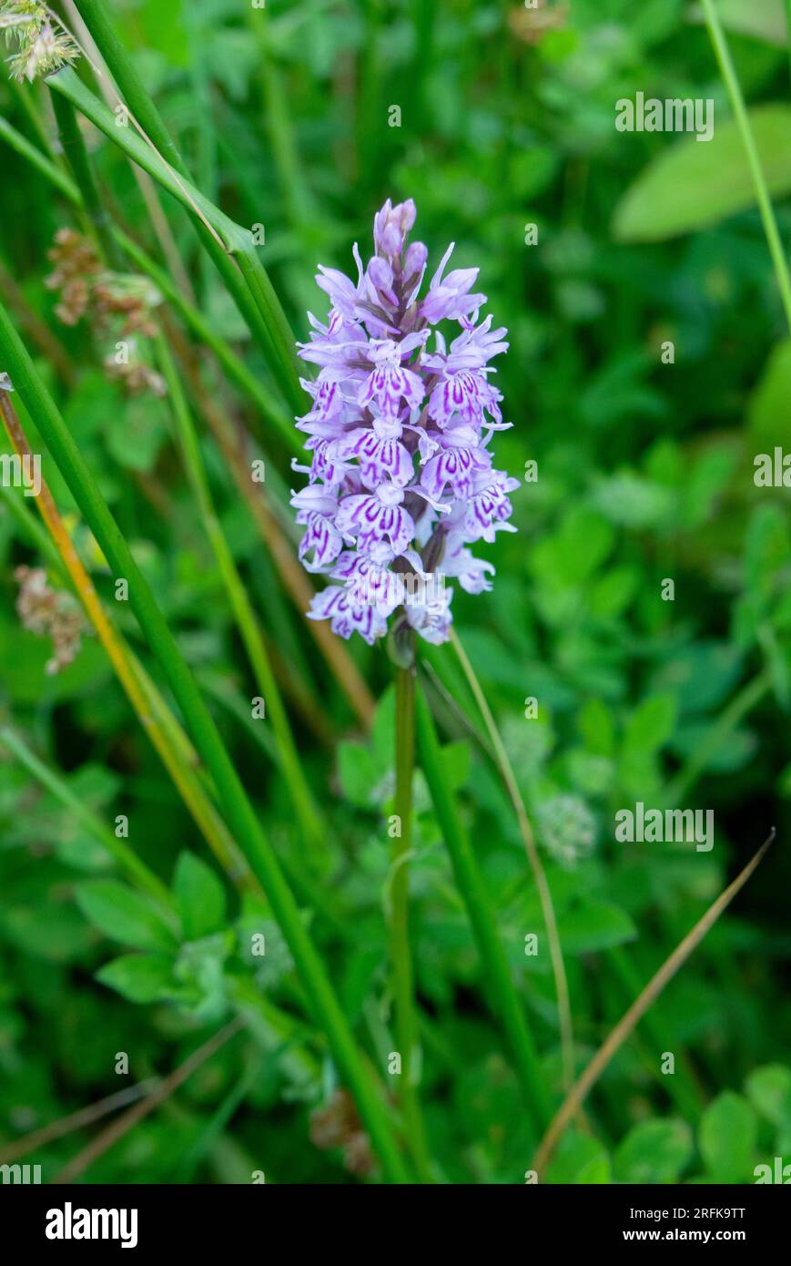 Common Spotted Orchid in flower Stock Photo - Alamy