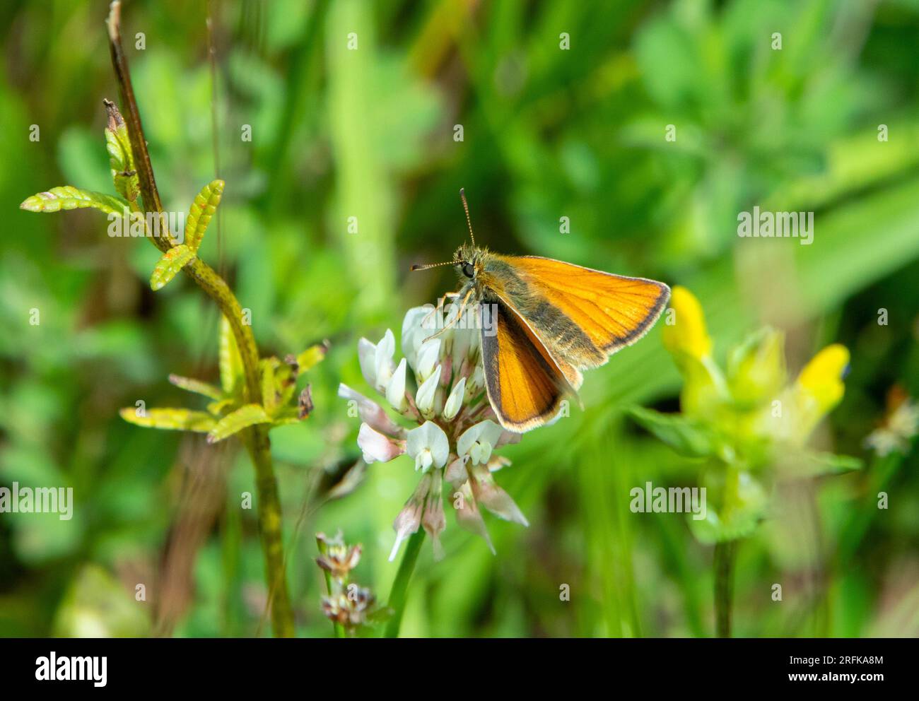 Small Skipper butterfly Stock Photo - Alamy