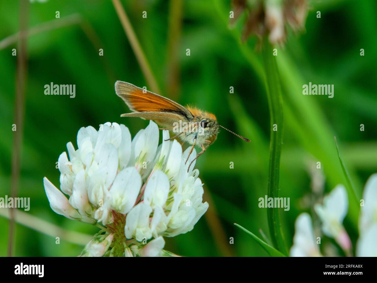 Small Skipper butterfly Stock Photo - Alamy