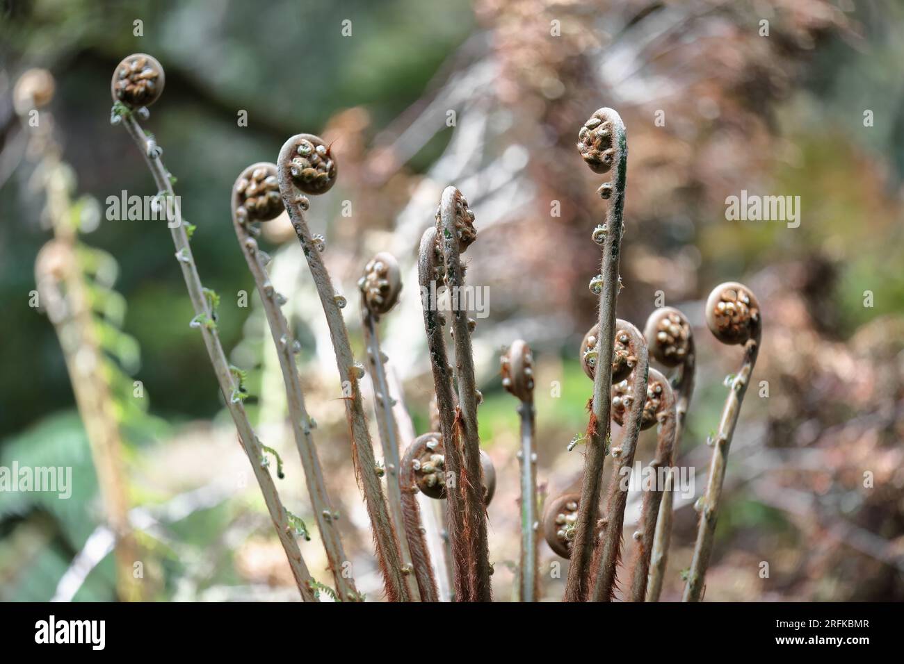 788 Crozier-shaped, curling fiddlehead shoots or young fronds in furled ...