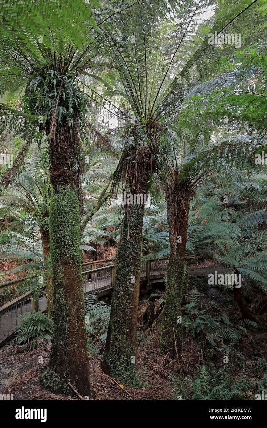 792 Boardwalk among soft tree ferns -Dicksonia antarctica- beside the ...