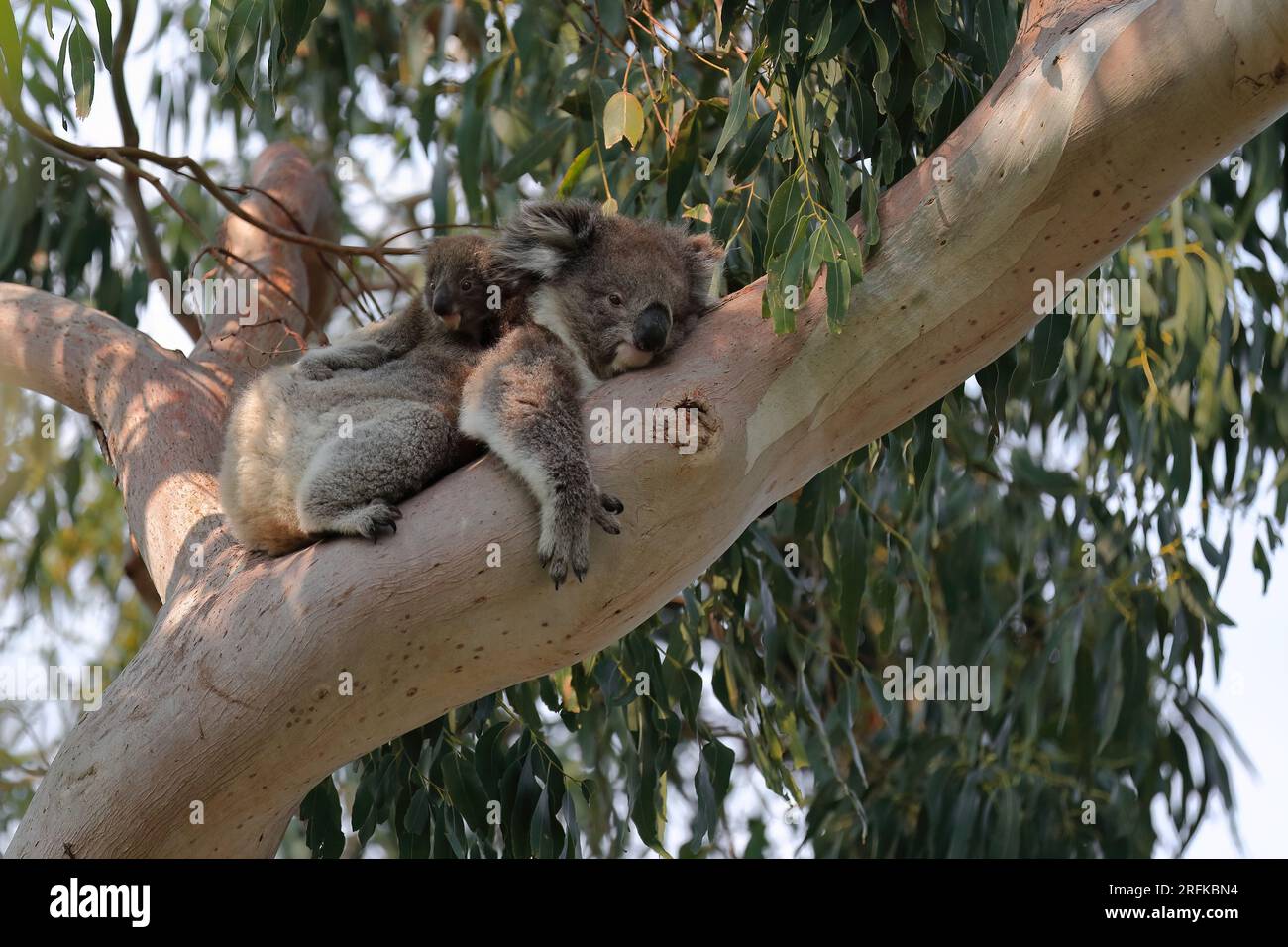 801 Female victorian koala, joey riding her back, eucalyptus tree. Hordern Vale area next to the ...