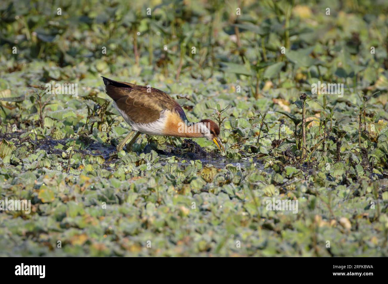 bronze-winged jacana juvenile.bronze-winged jacana is a wader in the ...