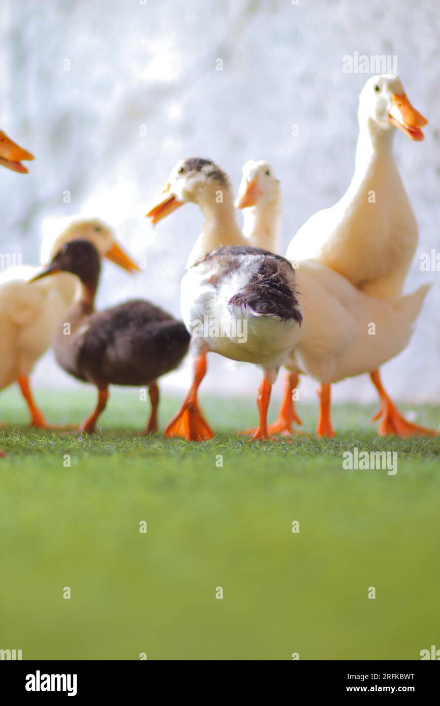 Duck like birds hi-res stock photography and images - Alamy