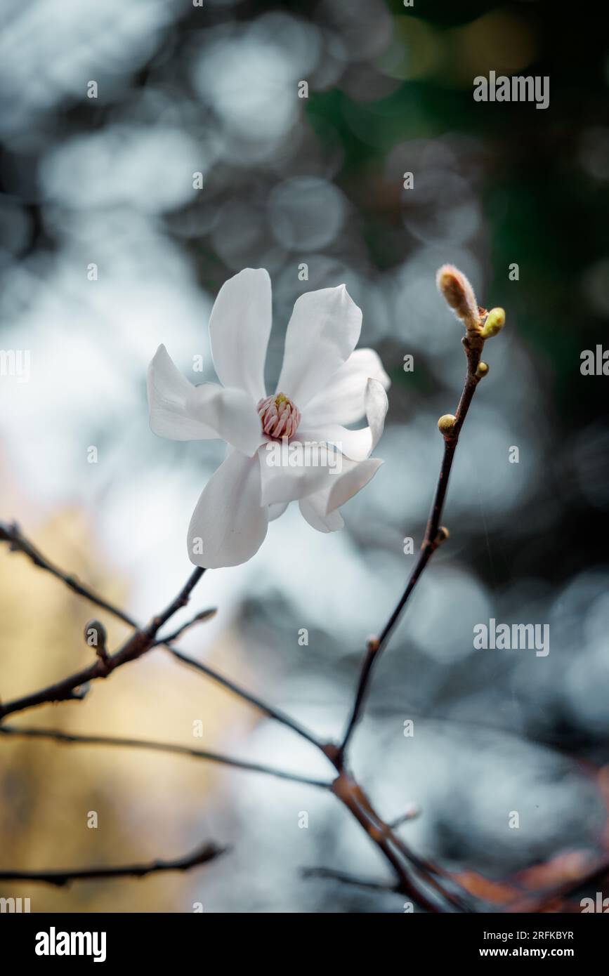 A lone white flower. The background is out of focus and shows the sky ...