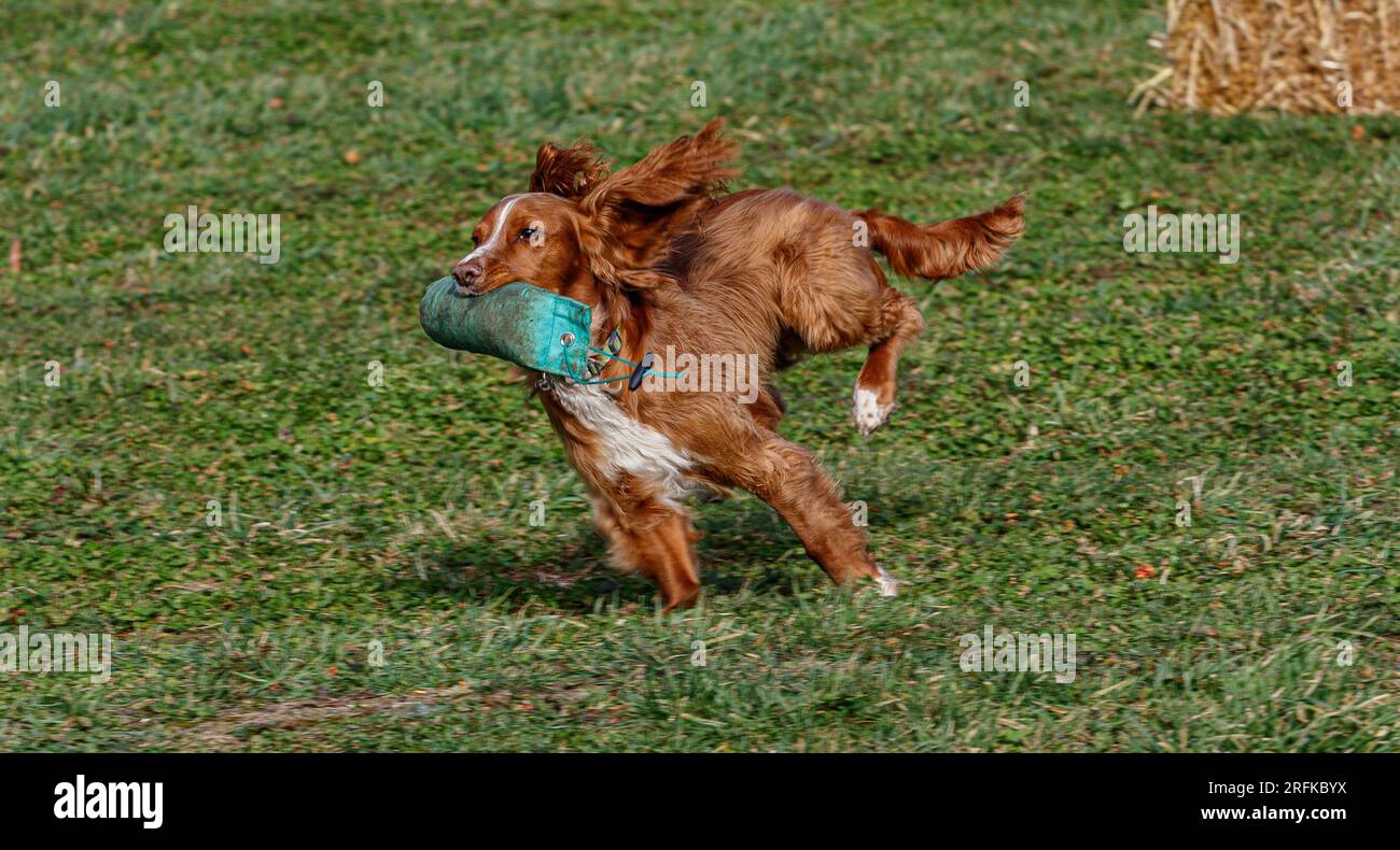 Working Springer and Cocker Spaniels gun dog training session ...