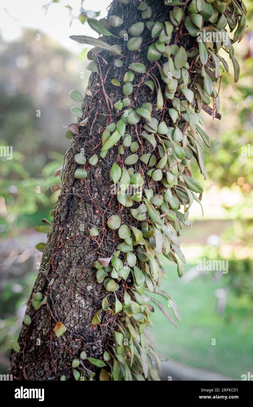Large vine growing up tree hi-res stock photography and images - Alamy